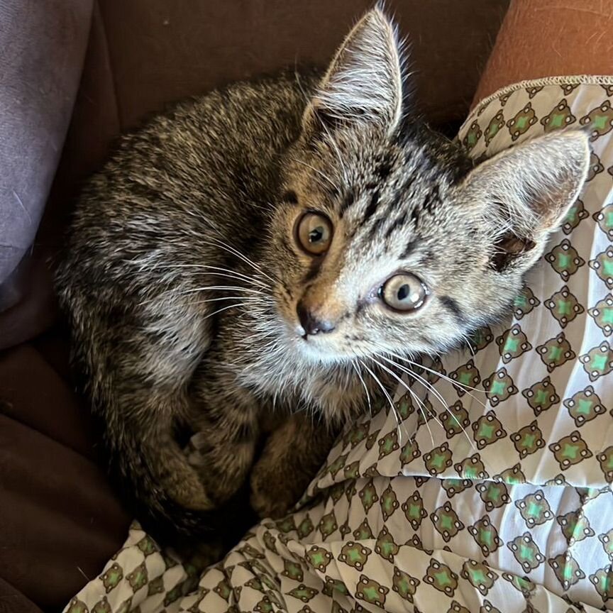 Котенок в добрые руки