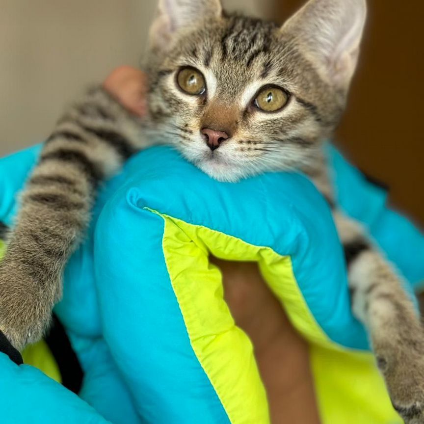 Котеночку очень нужна семья