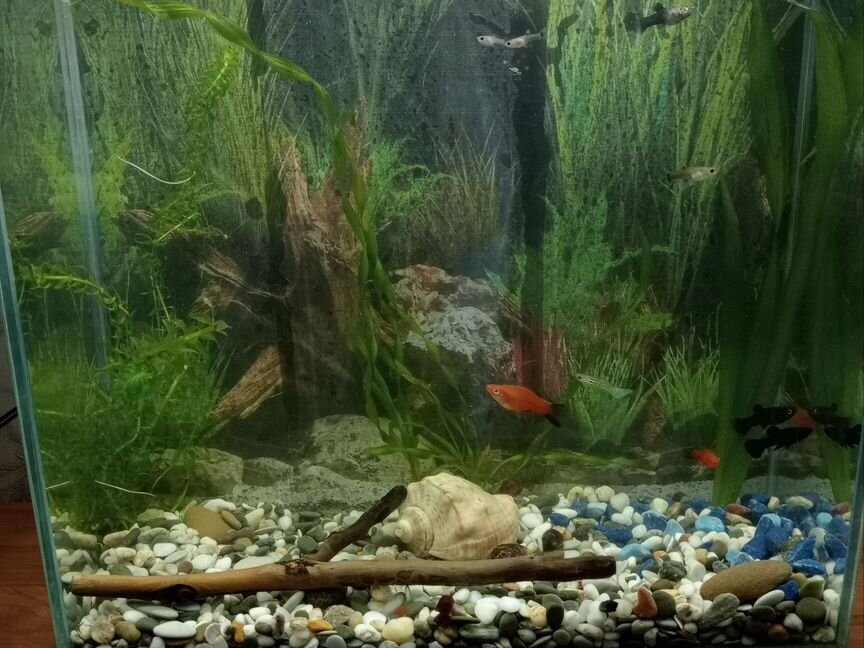 Аквариум с рыбками