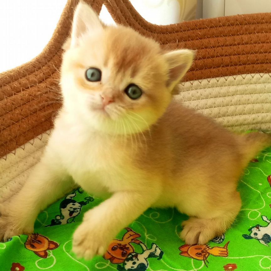 Золотая шиншилла. Котята