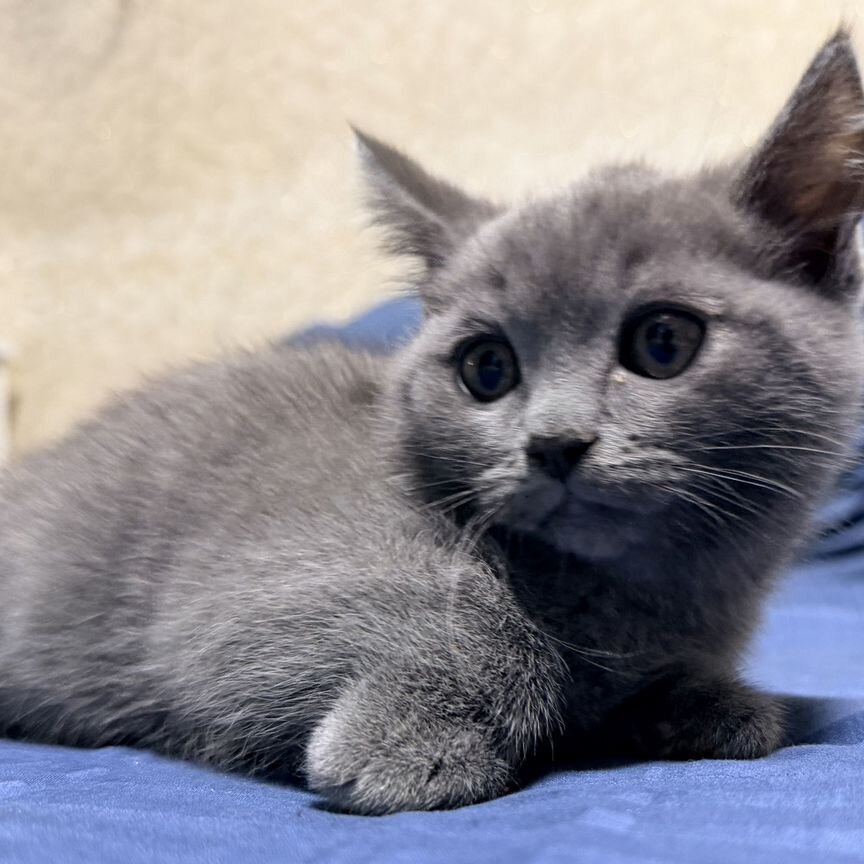 Британский короткошёрстный котёнок