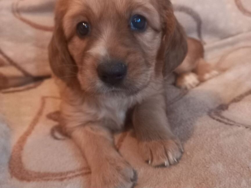 Метис спаниеля и бигля