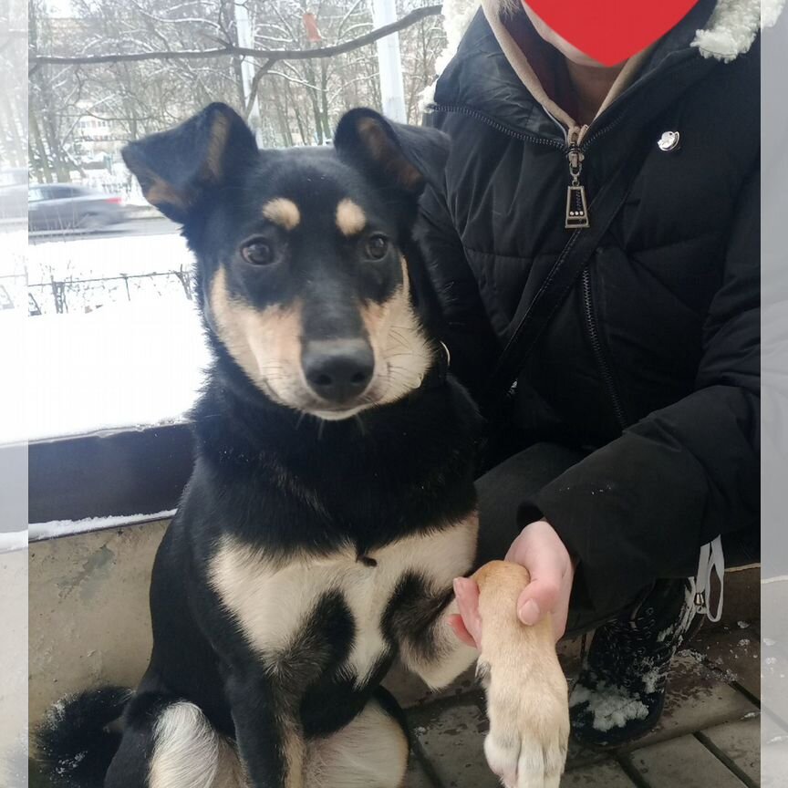 Щенок в добрые руки