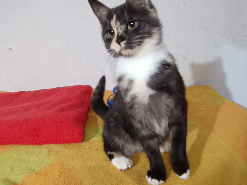 Котенок трехцветный
