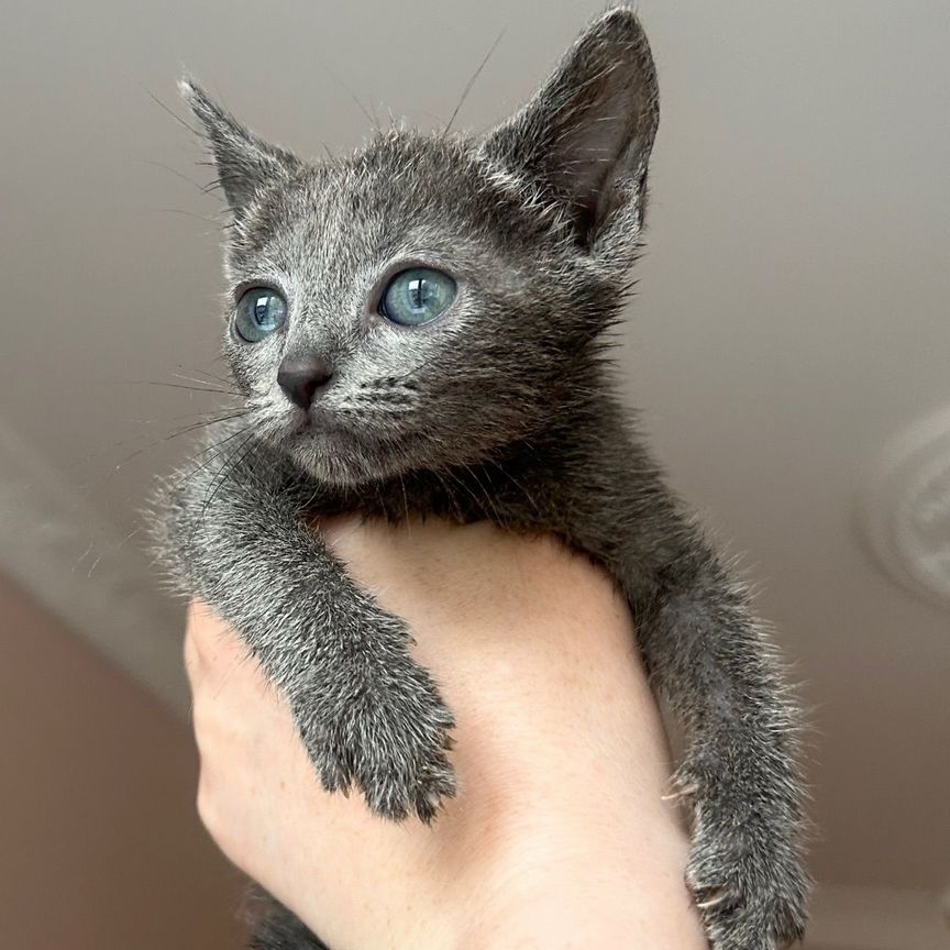 Русский голубой котёнок