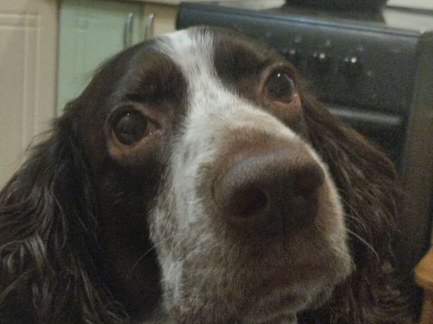 Русский спаниель