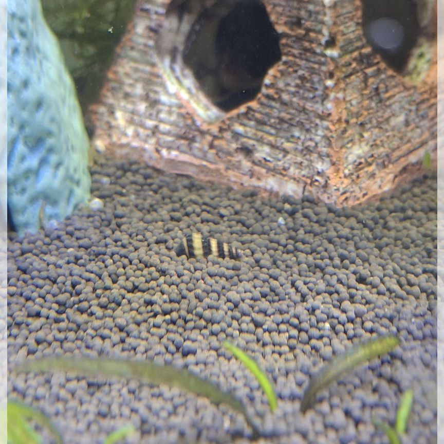 Улитки хилена