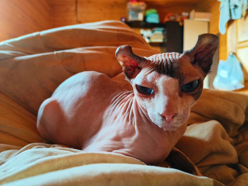 Канадский сфинкс эльф