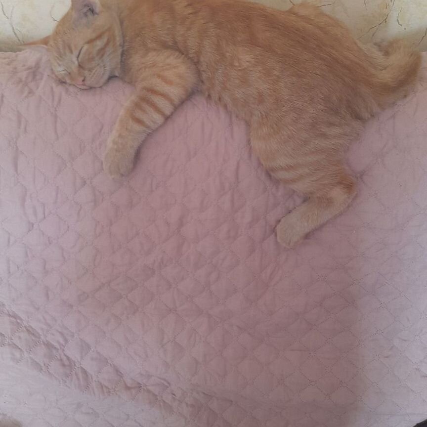 Отдам бесплатно котенка