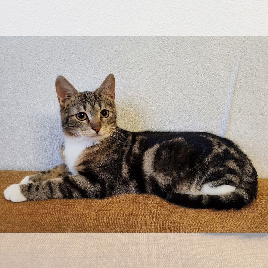 Шотландский прямоухий короткошёрстный котёнок