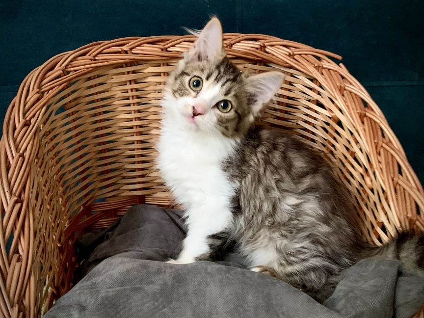 Котёнок в добрые руки. Мара в поисках семьи