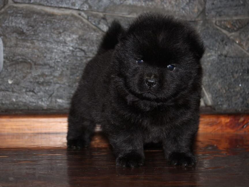 Чау-чау черный д/ш