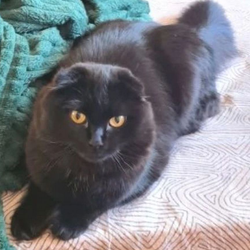 Шотландский вислоухий длинношёрстный котёнок