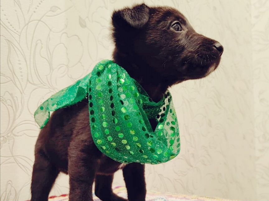 Маленький щенок замерзал в луже