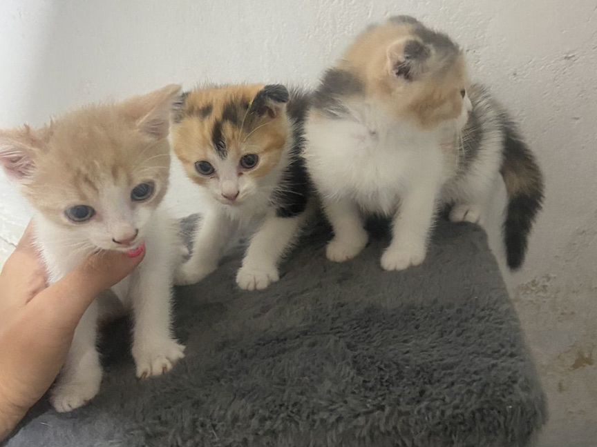 Отдам котят