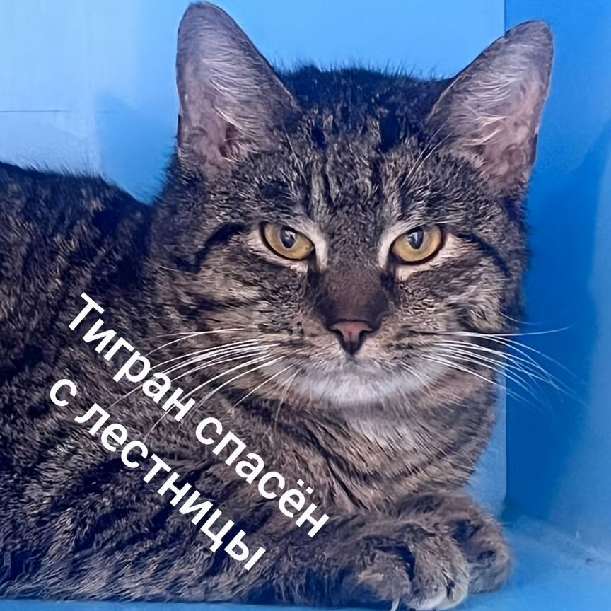Взрослый кот в добрые руки