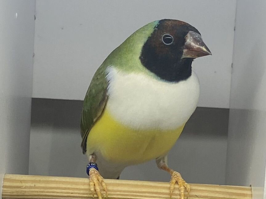 Амадина гульда, самочка 7 мес