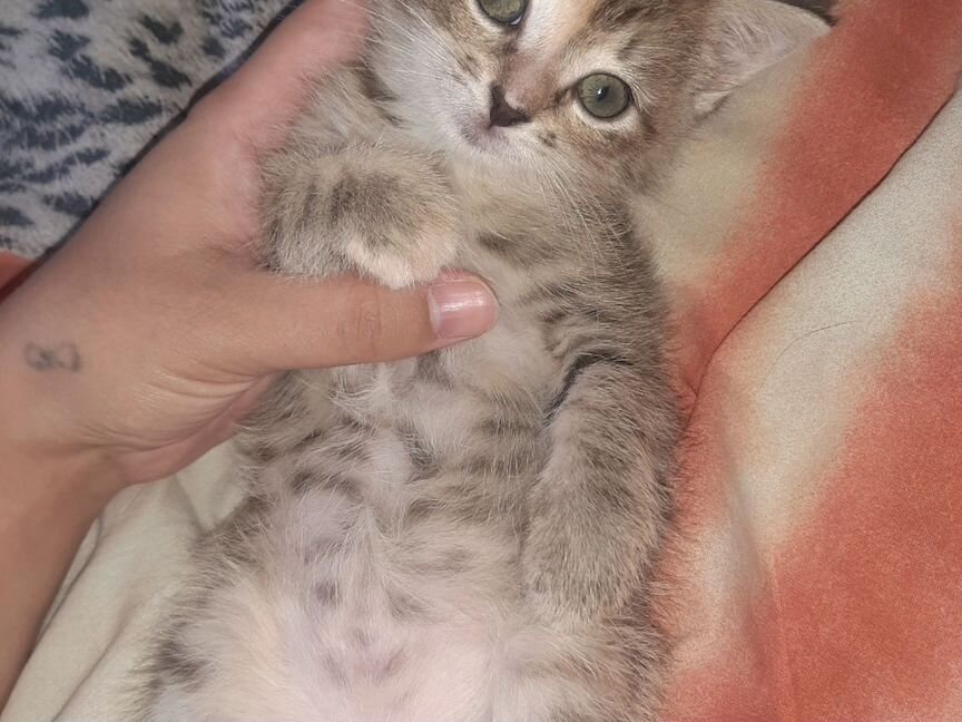 Отдам двух котят