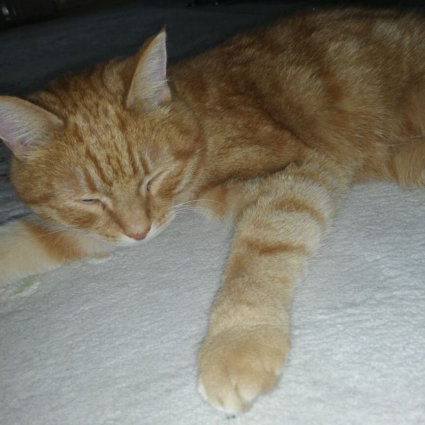 Взрослый кот в добрые руки