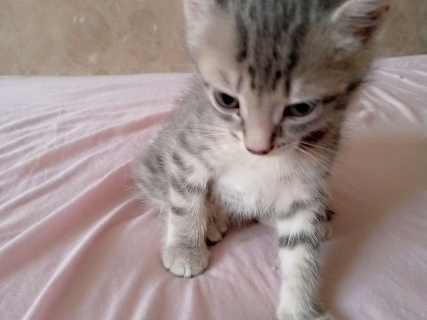 Котята в добрые руки бесплатно