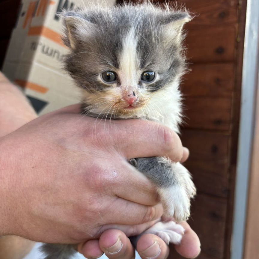 Котёнок в добрые руки