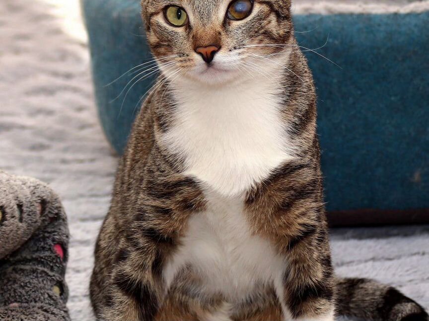 Котенок Борюня в добрые руки