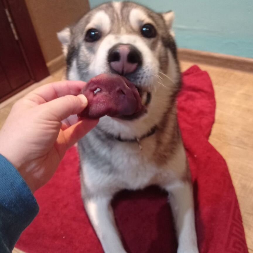 Лакомства для собак