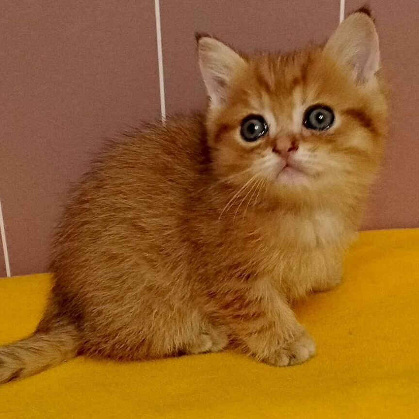 Британский короткошёрстный котёнок