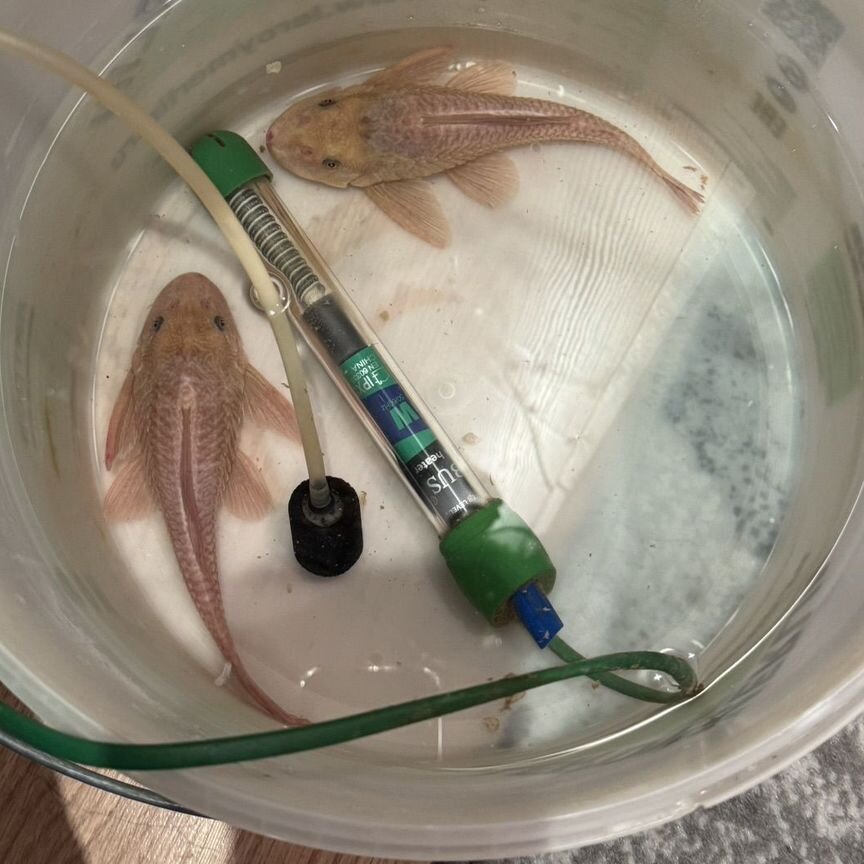 Продам сомов анцитрусов