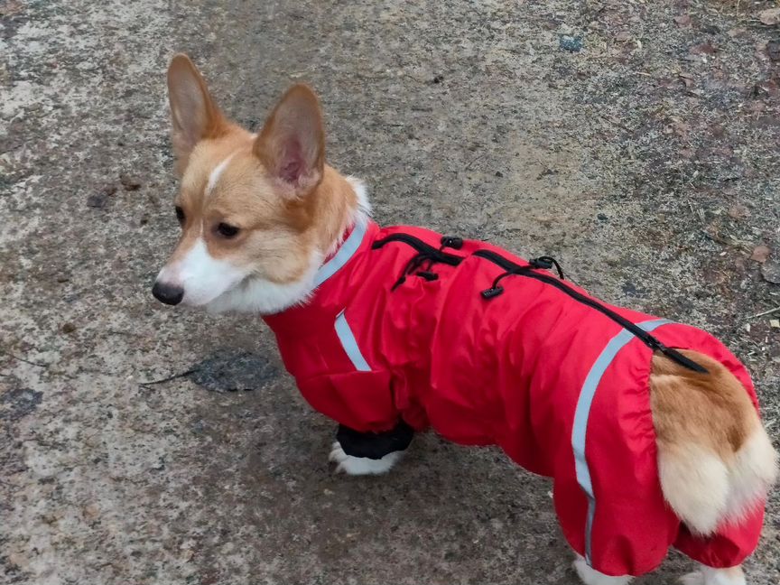 Вельш-корги пемброк щенки