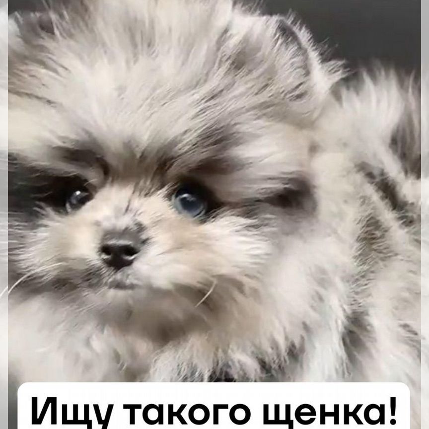 Померанский шпиц, щенок