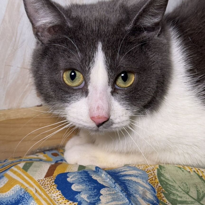 Отдам кошку