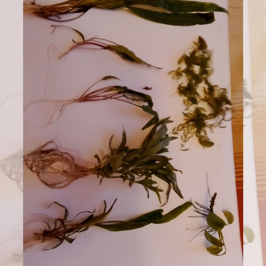 Аквариумное растение