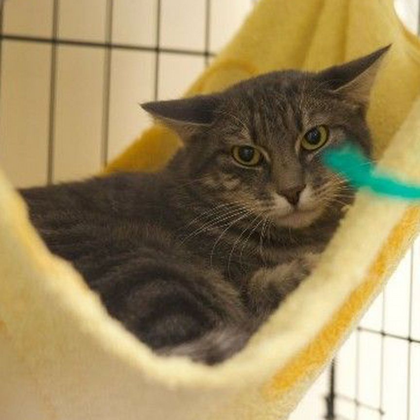 Кошка которой не повезло
