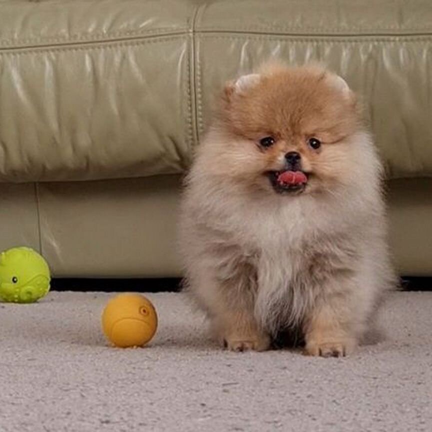 Померанский шпиц мини мальчик