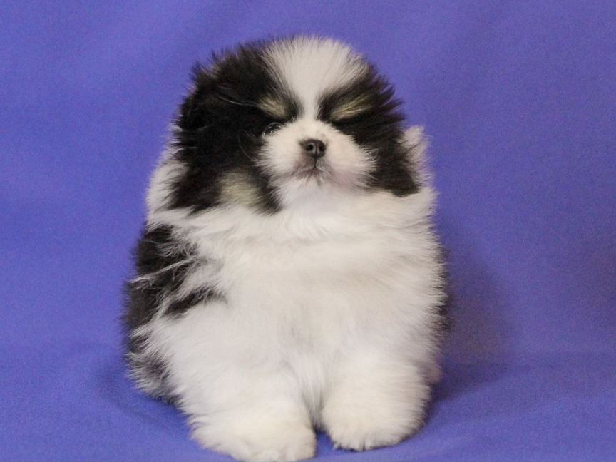 Шпиц, толстячок, трёхцветного окраса