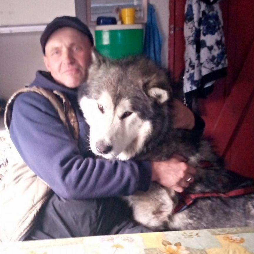 Аляскинский маламут, щенок