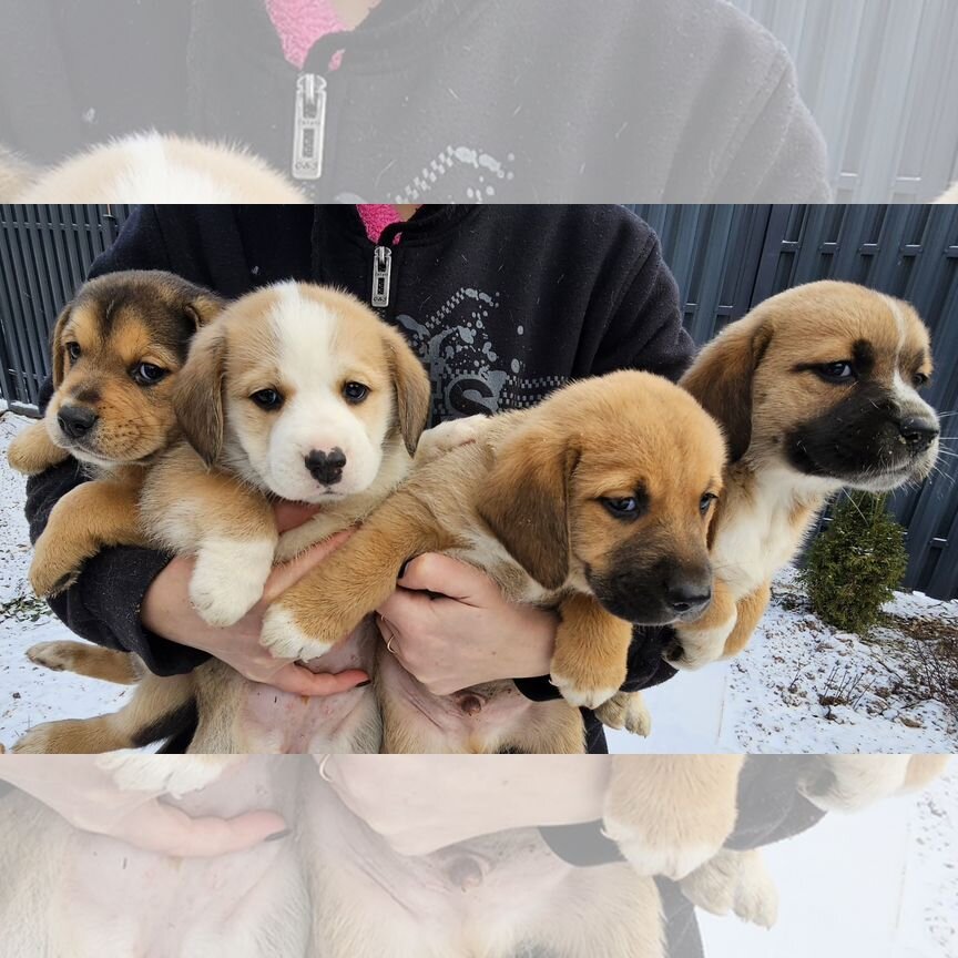 Бигль, щенок