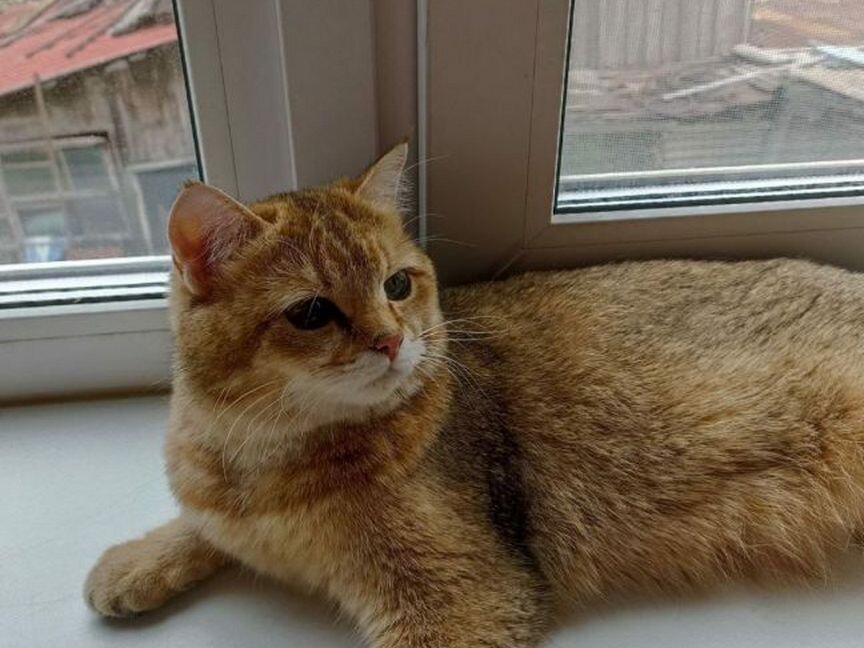 Кошечка Британская шиншилла