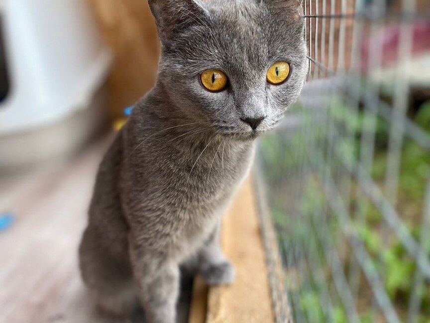 Кошечка ищет дом