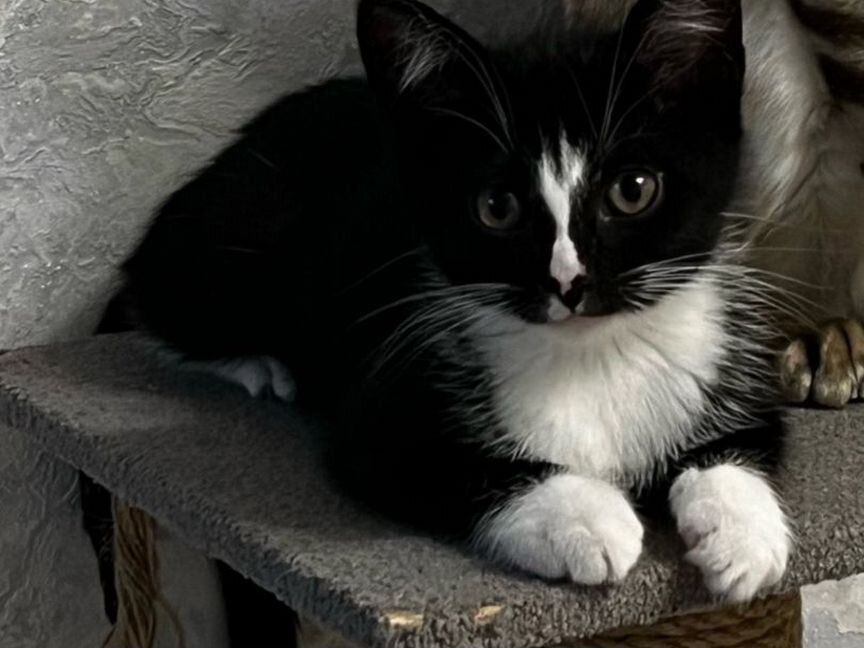 Котёнок в добрые руки