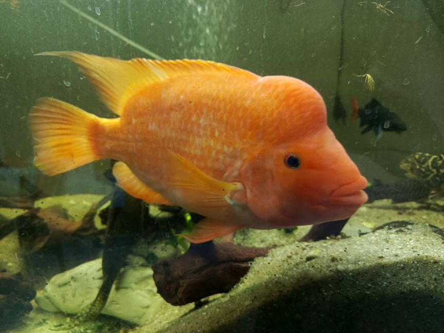 Аквариумные рыбки цихлиды, сомы