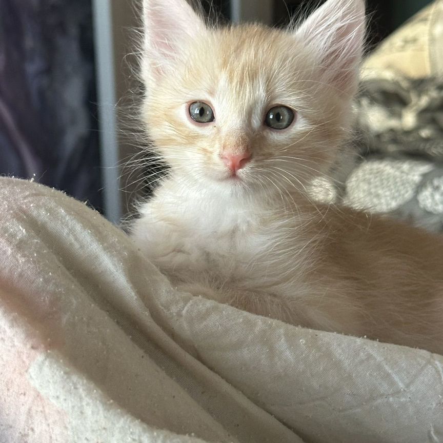 Котенок в добрые руки