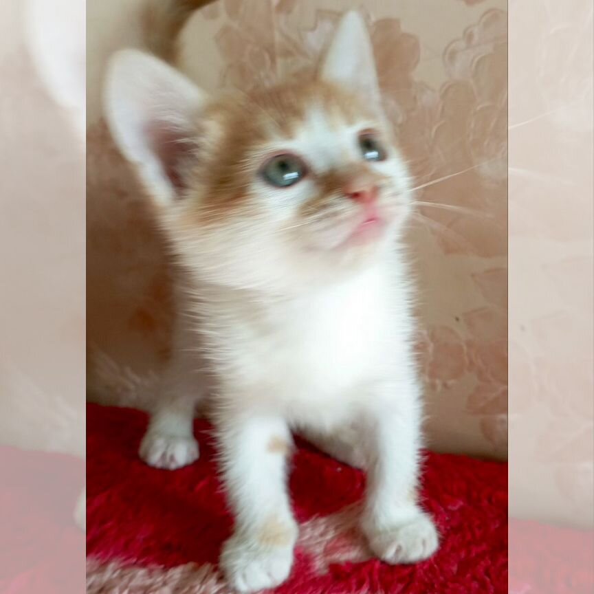 Рыжий котенок мальчик