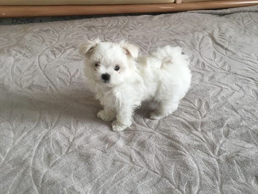 Мальтийская болонка