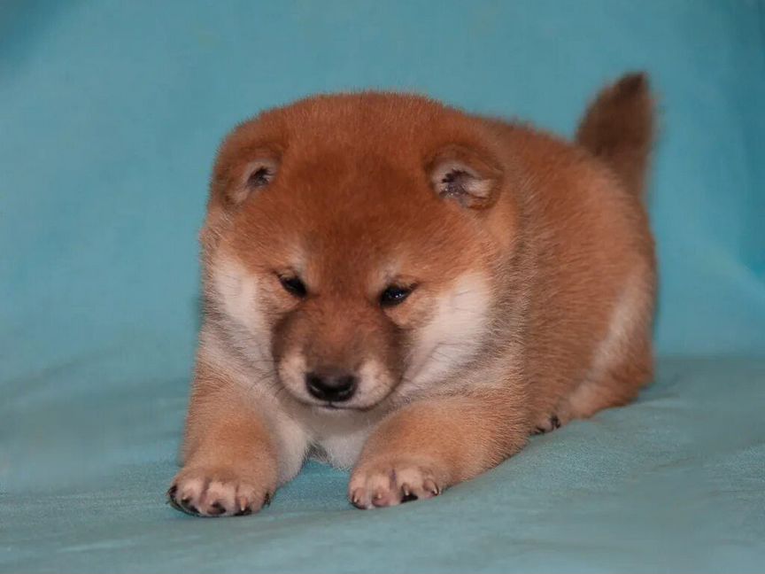 Малыши Сиба ину к новому году