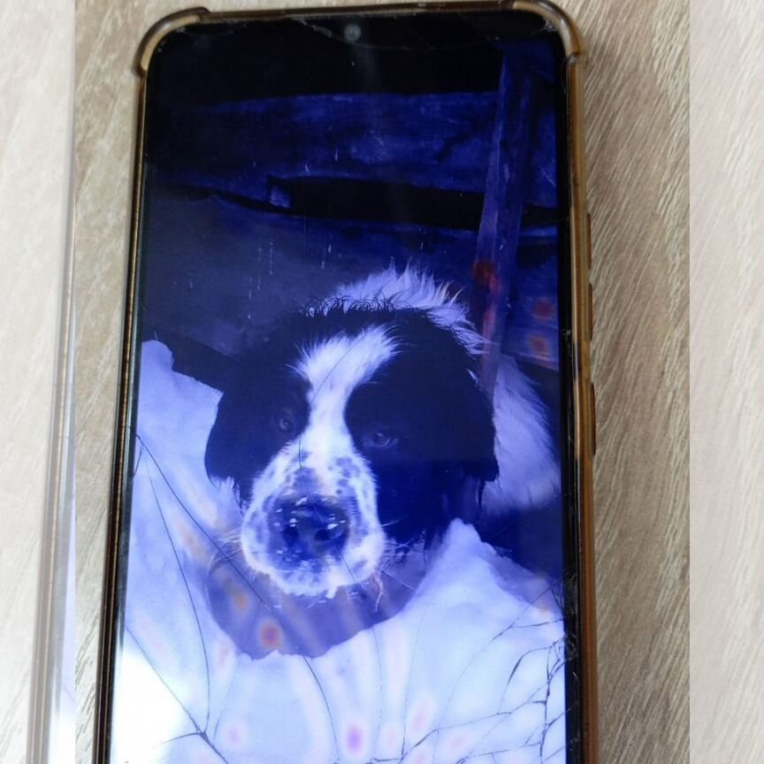 Кавказская овчарка, взрослый пёс