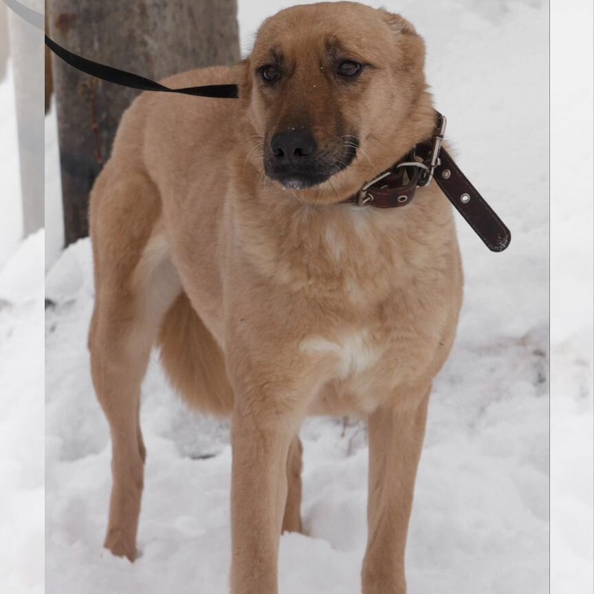 Белка ищет семью и дом