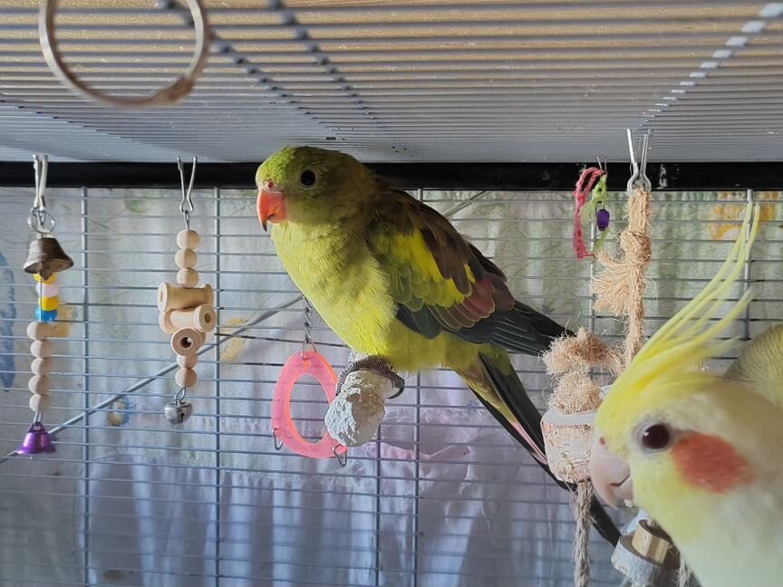 Самка горный попугай