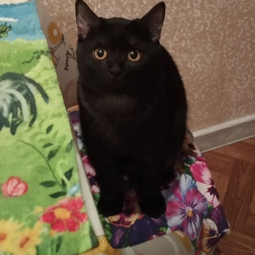 Британский короткошёрстный котёнок